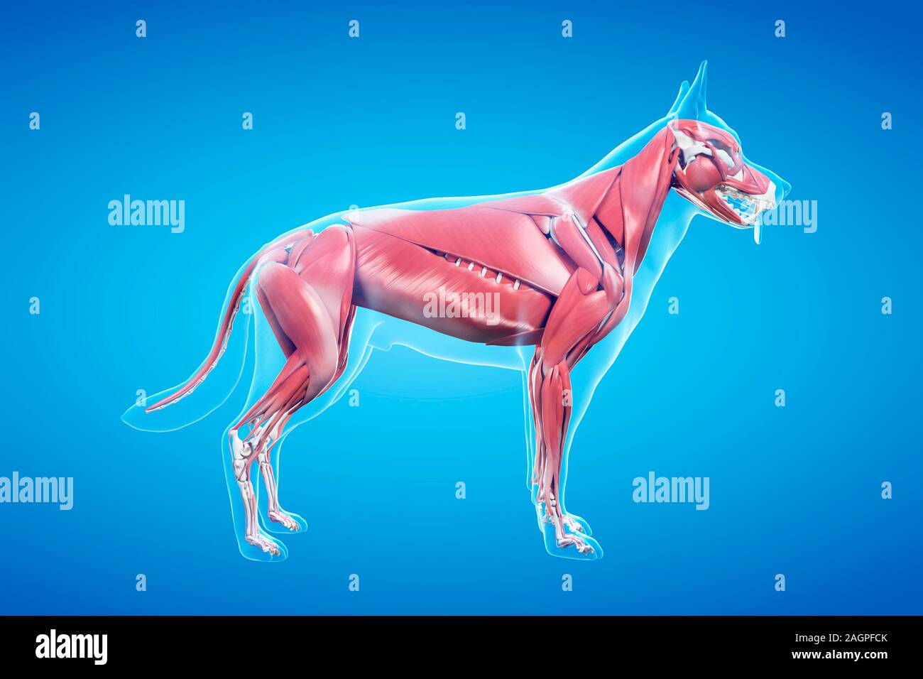 Hund muskulatur -Fotos und -Bildmaterial in hoher Auflösung – Alamy