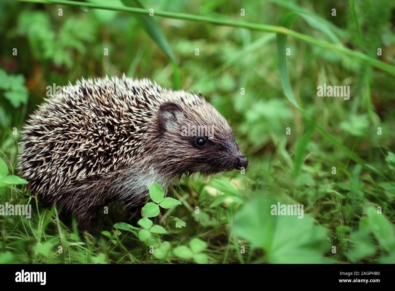 Schone Igel Bilder