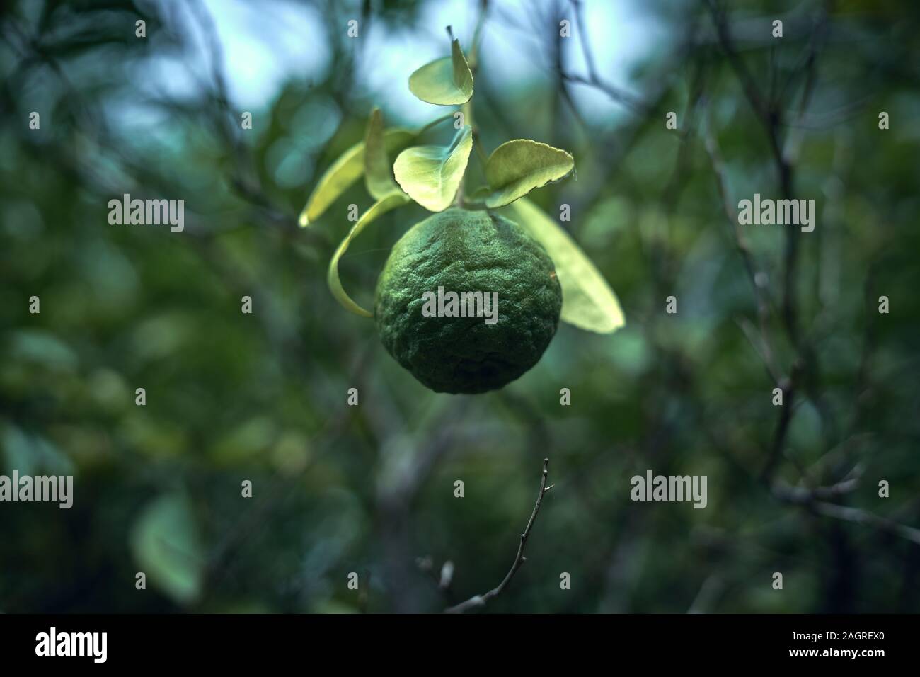 Lemon Tree Agriculture Stockfotos und -bilder Kaufen - Alamy