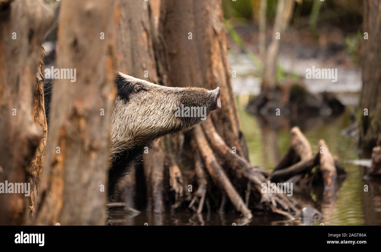 Ein wildes Schwein oder Wildschwein steckt seine Nase aus einem Cypress ...