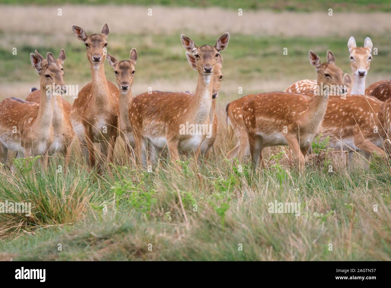 Weibliche Hirschkuh Wilde Wild Lebende Tiere Stockfotos und -bilder ...