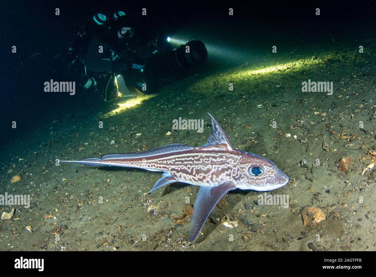 Chimaera monstrosa mit Diver Stockfotografie - Alamy