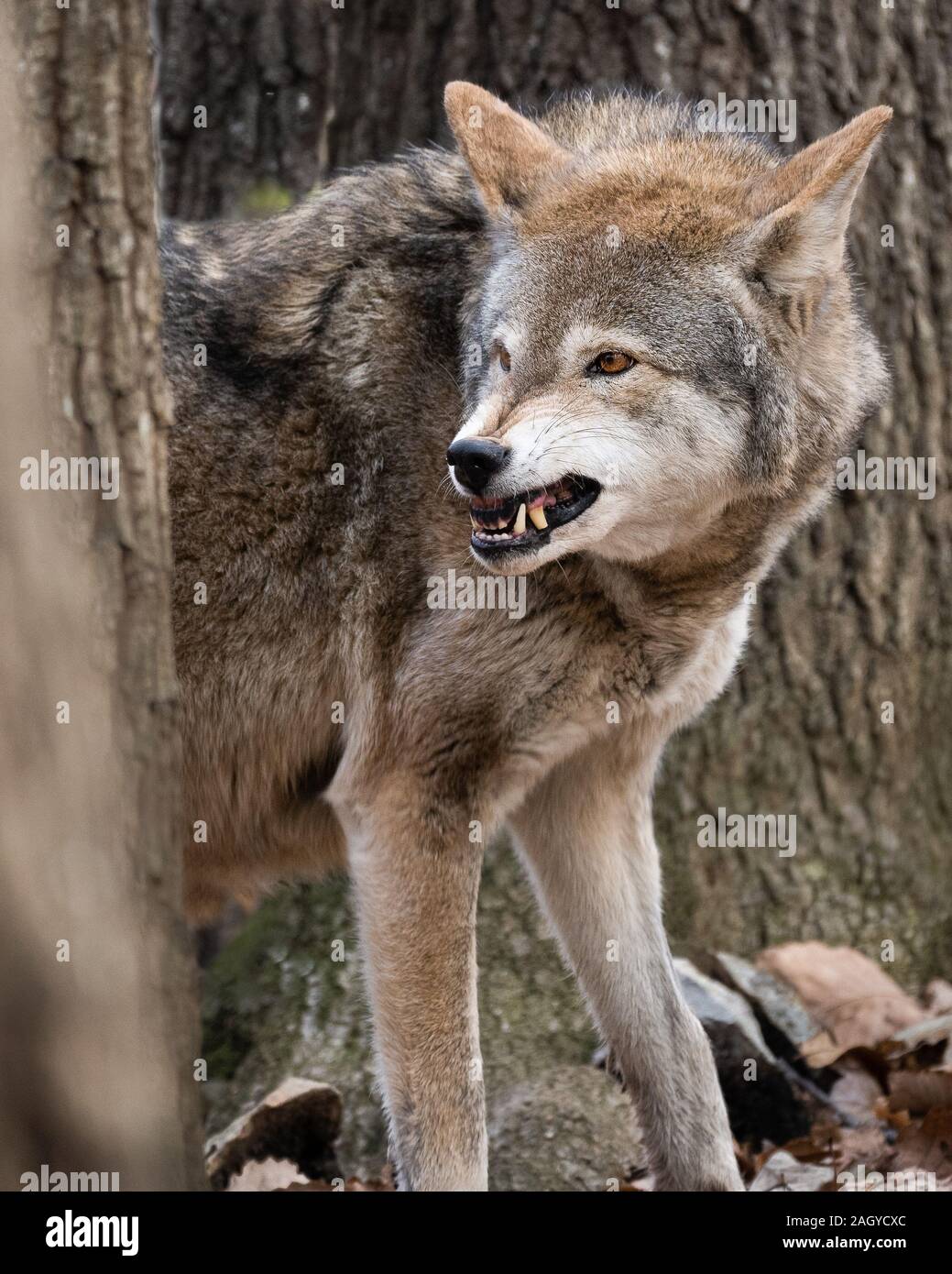 Roter wolf -Fotos und -Bildmaterial in hoher Auflösung – Alamy