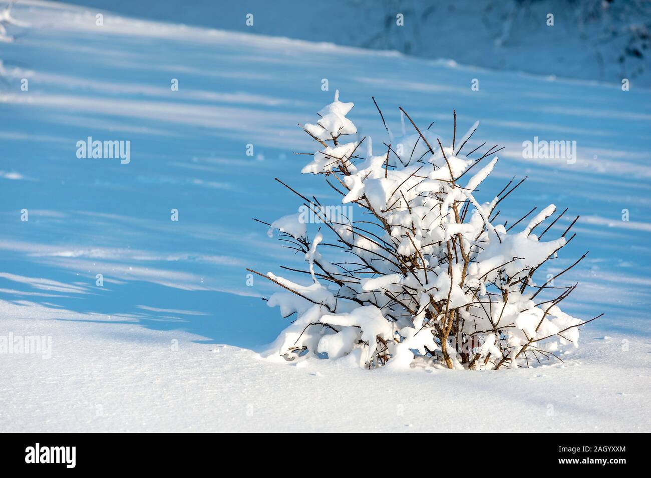 Euonymus alatus winter -Fotos und -Bildmaterial in hoher Auflösung – Alamy