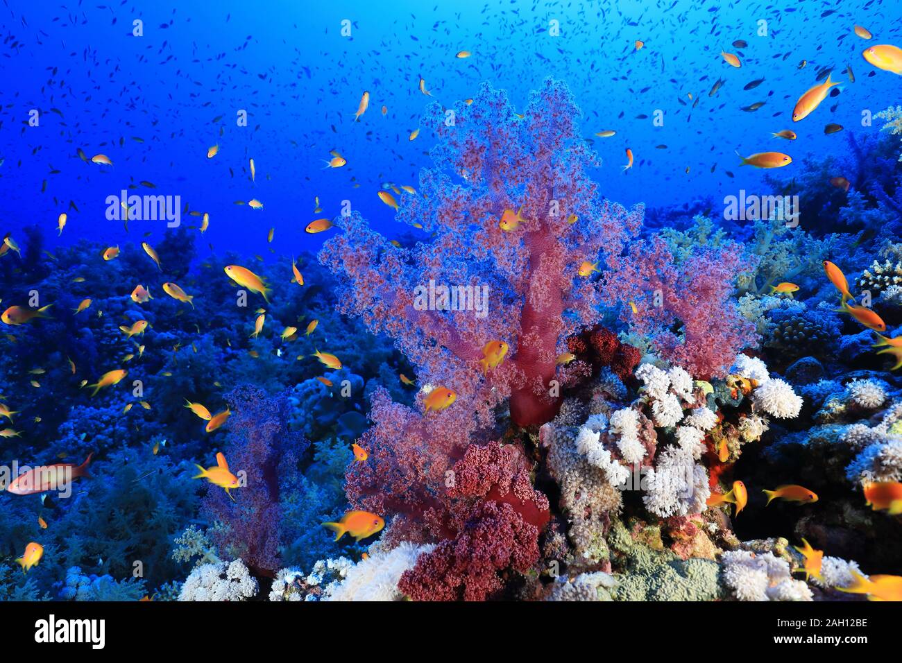 Fisch Am Riff Stockfotos und -bilder Kaufen - Alamy