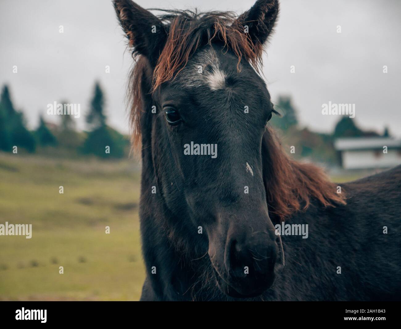 Black horse face closeup -Fotos und -Bildmaterial in hoher Auflösung ...