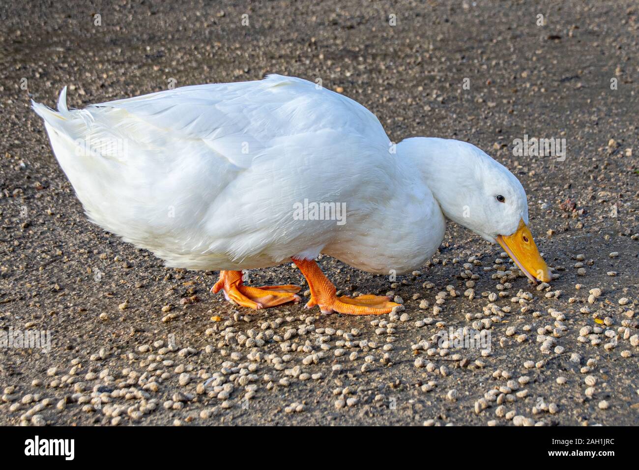 Weiße amerikanische Pekingenten (auch als Long Island oder aylesbury ...