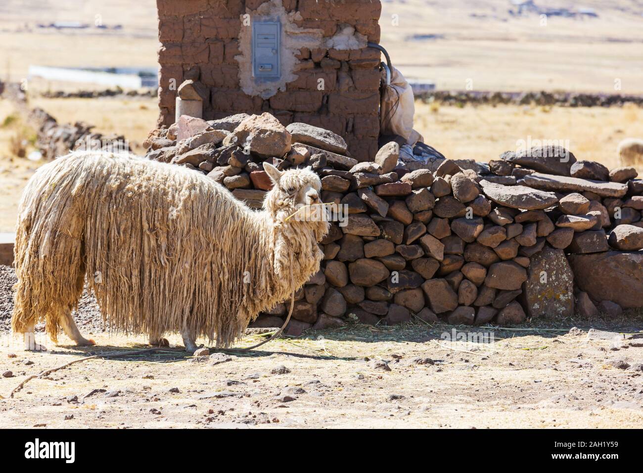 Peru alpaca -Fotos und -Bildmaterial in hoher Auflösung - Seite 2 - Alamy