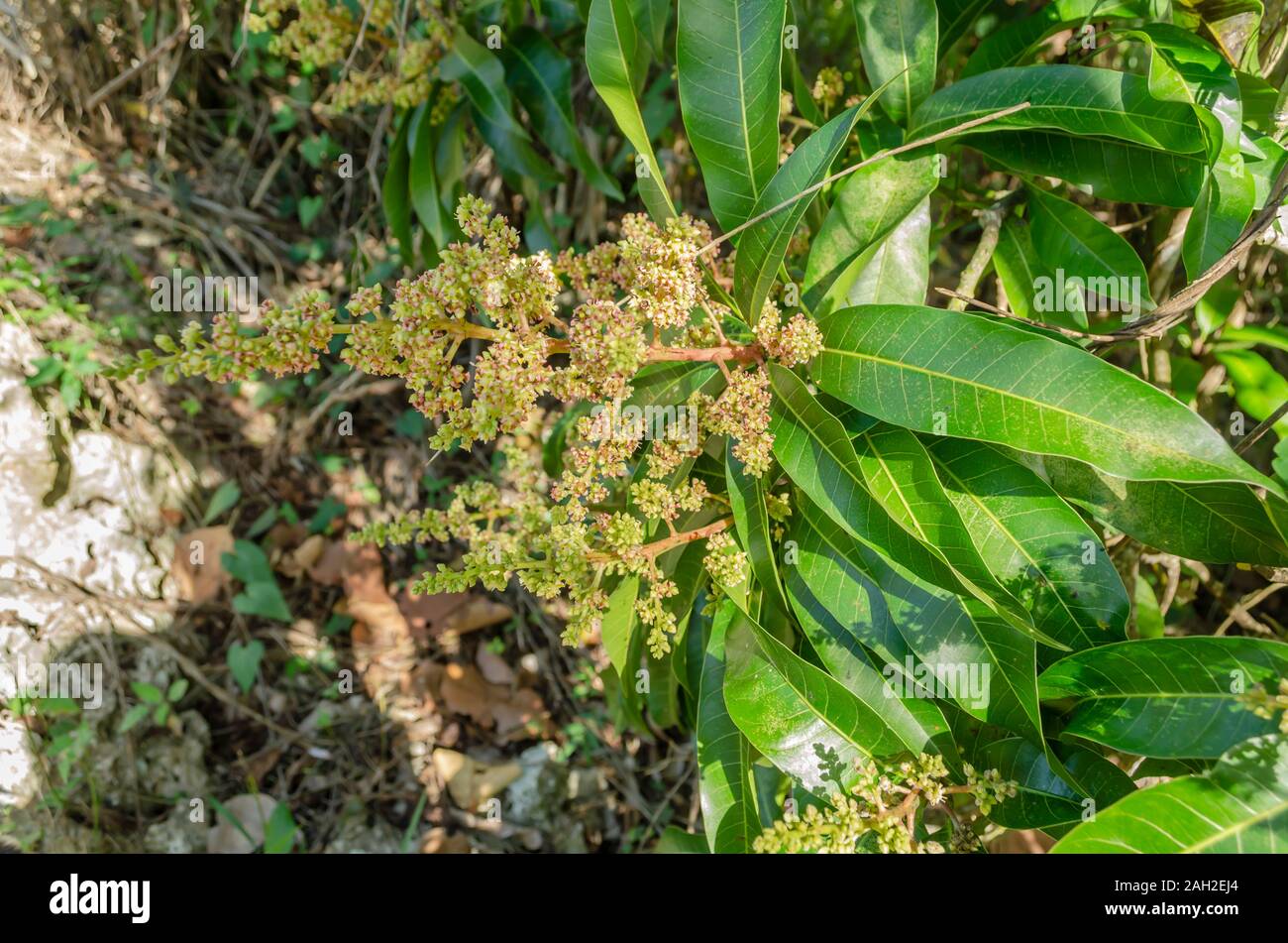 Julie mango -Fotos und -Bildmaterial in hoher Auflösung – Alamy