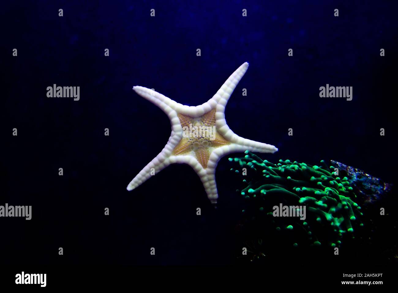 Symbol Double Sea Star (Iconaster Longimanus Stockfotografie - Alamy