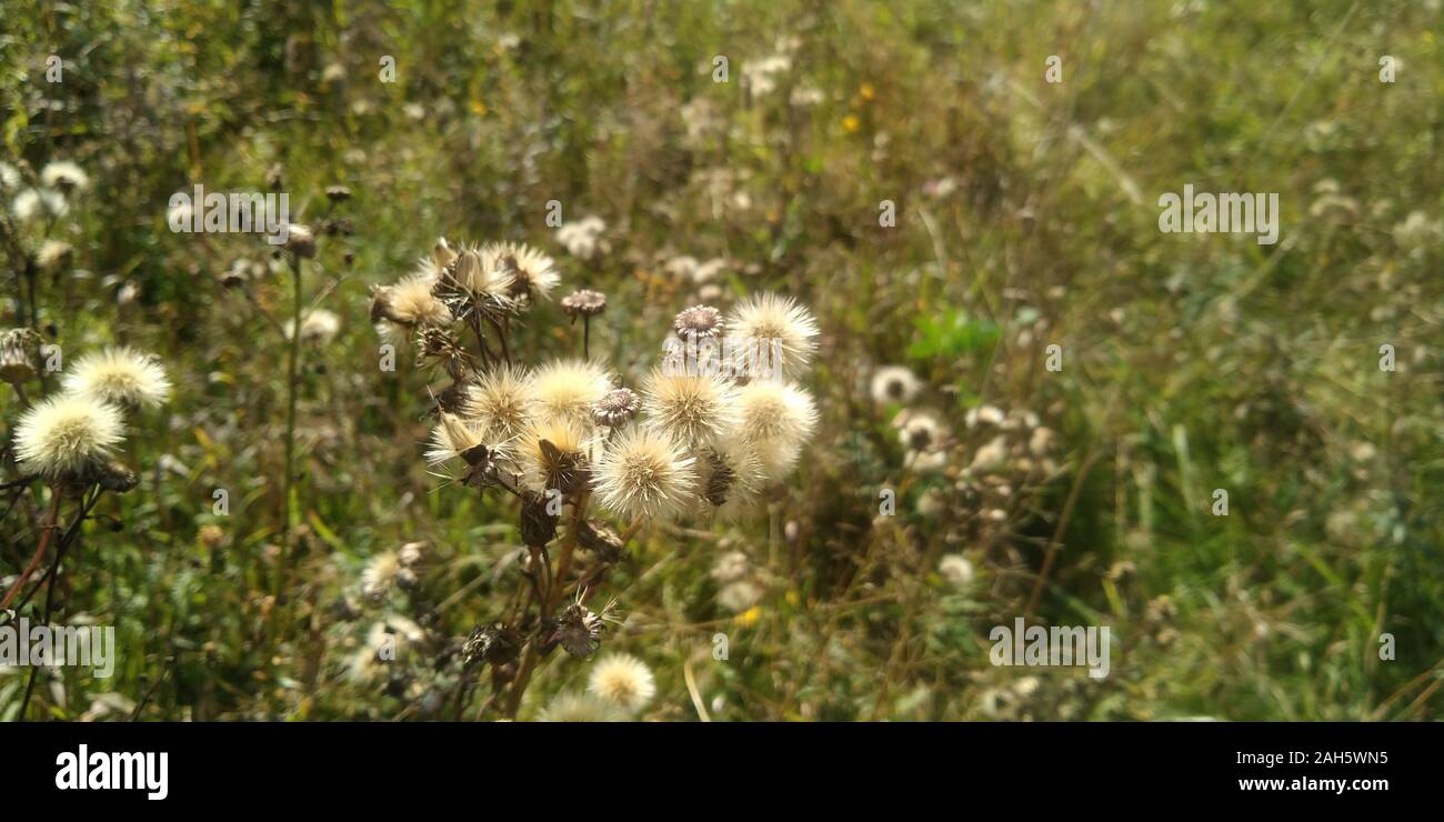 Bur distel -Fotos und -Bildmaterial in hoher Auflösung – Alamy