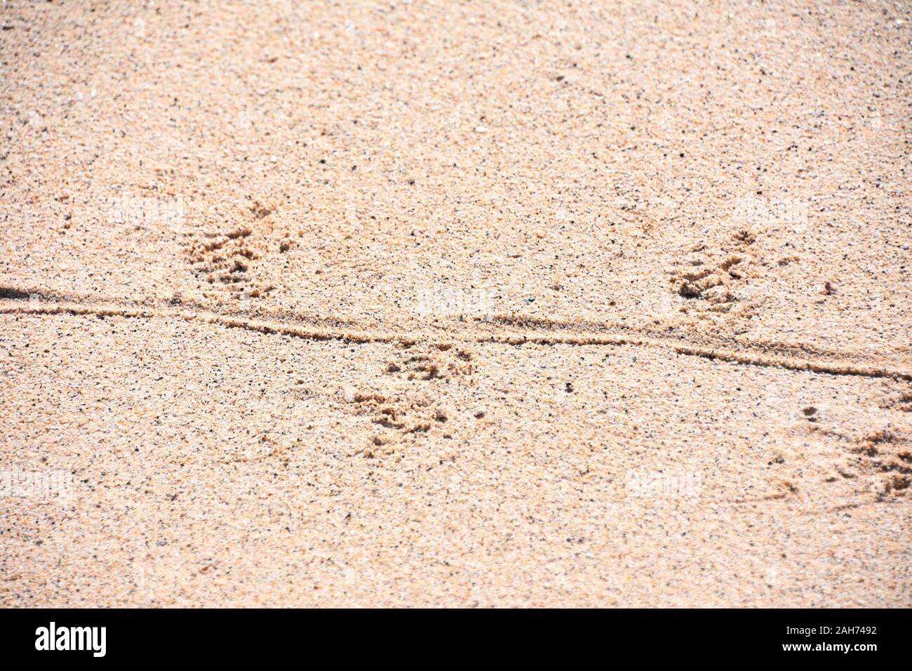 Spuren im sand fussabdruck -Fotos und -Bildmaterial in hoher Auflösung ...