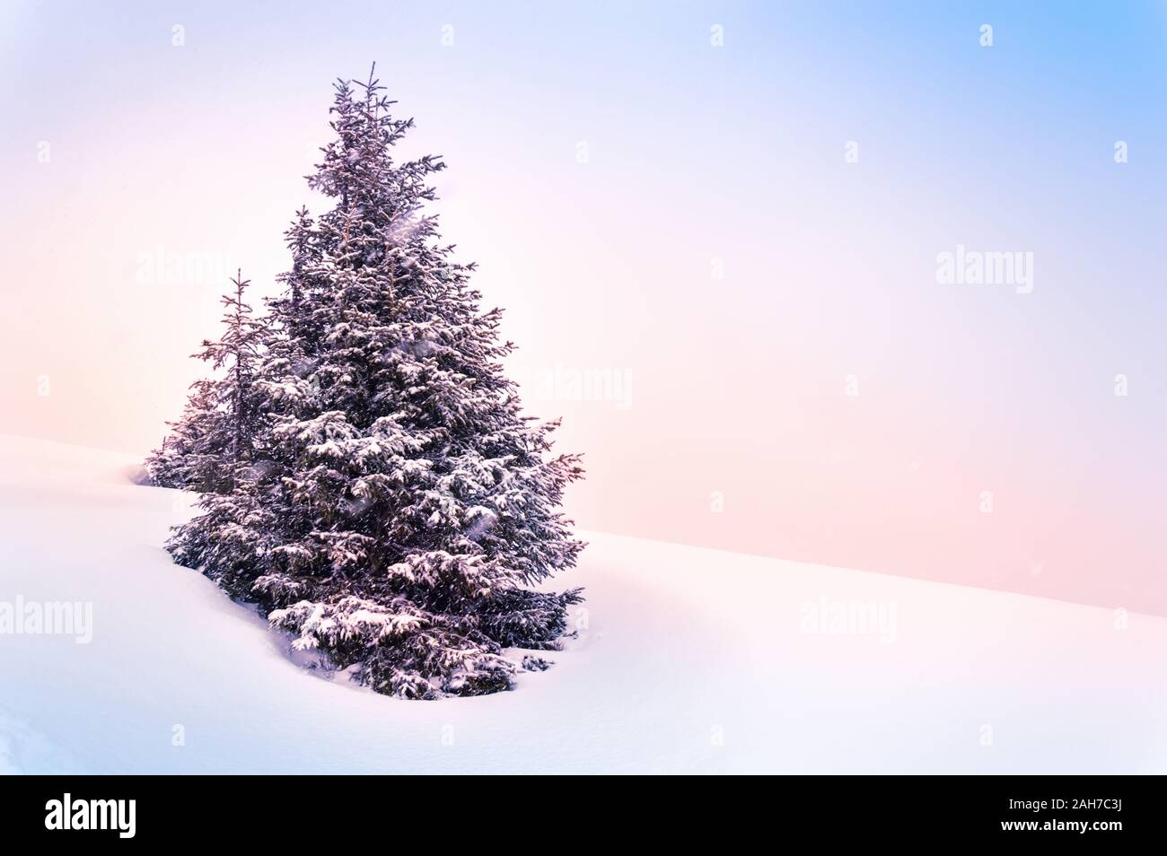 Wunderland baum -Fotos und -Bildmaterial in hoher Auflösung – Alamy