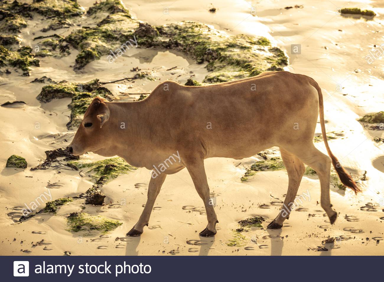 Zebu Rinder Stockfotos und -bilder Kaufen - Alamy