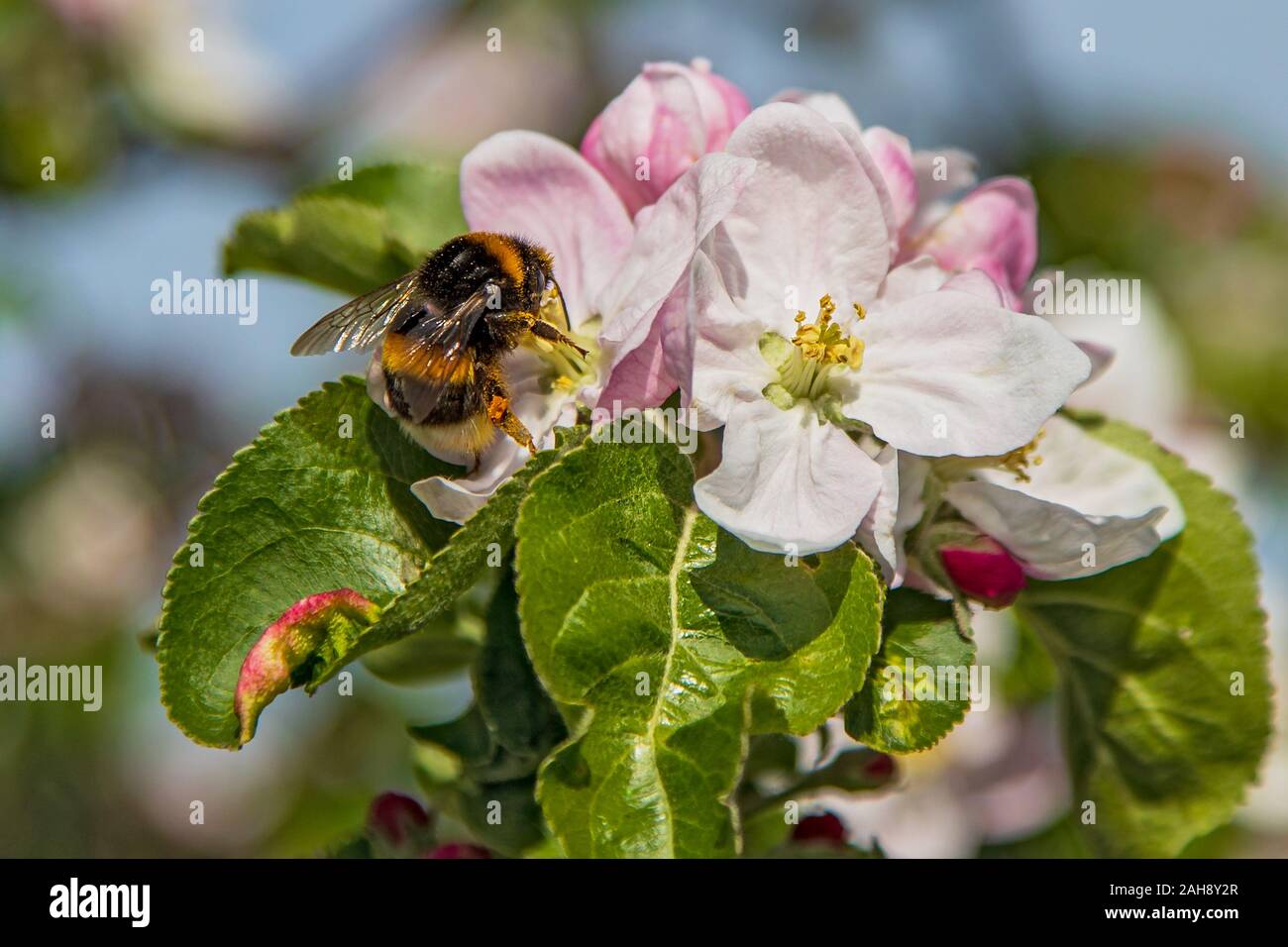Apfelbaum malus domestica -Fotos und -Bildmaterial in hoher Auflösung ...