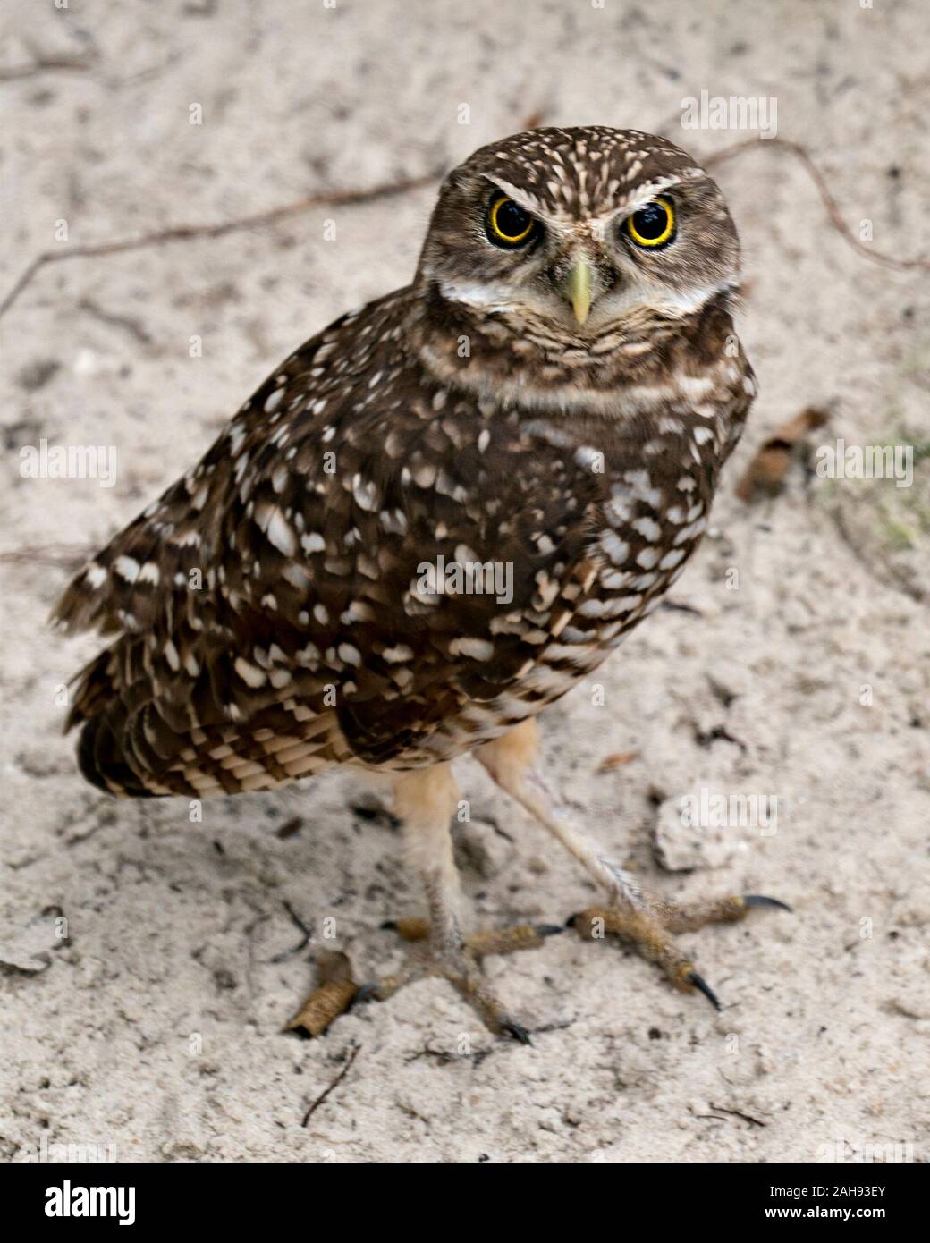 Eule Füße Stockfotos & Eule Füße Bilder - Alamy
