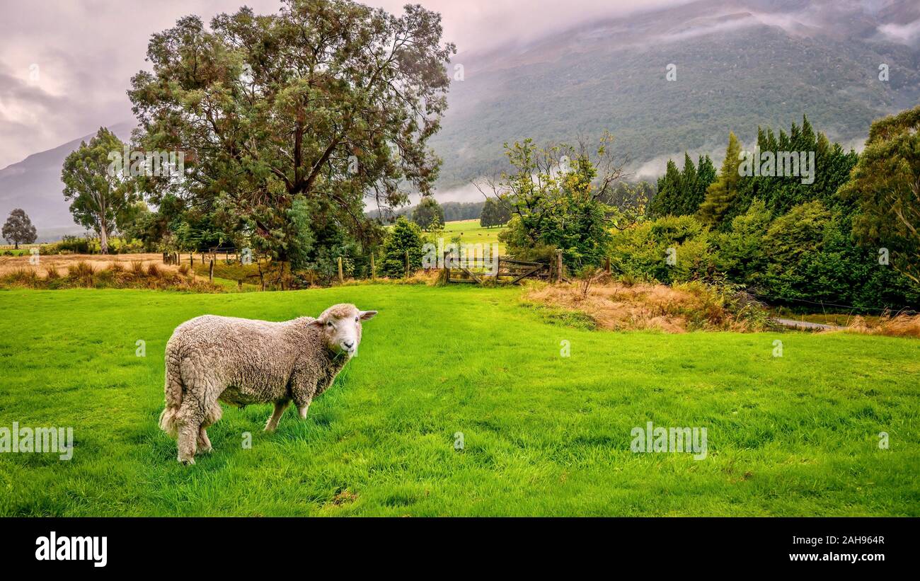 New Zealand People Sheep Stockfotos und -bilder Kaufen - Alamy