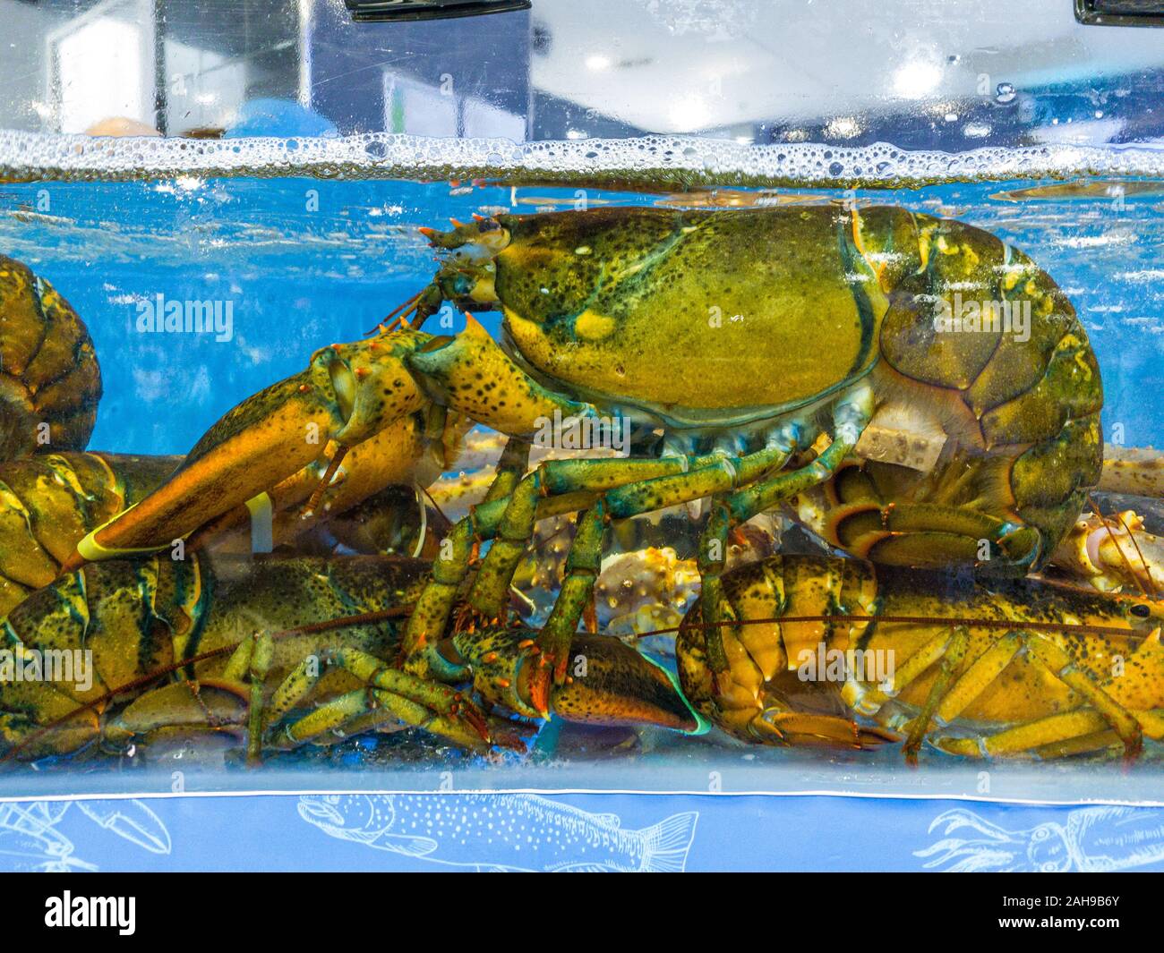 Lebendig Hummer in den Wassertank auf Seafood Market Stockfotografie ...