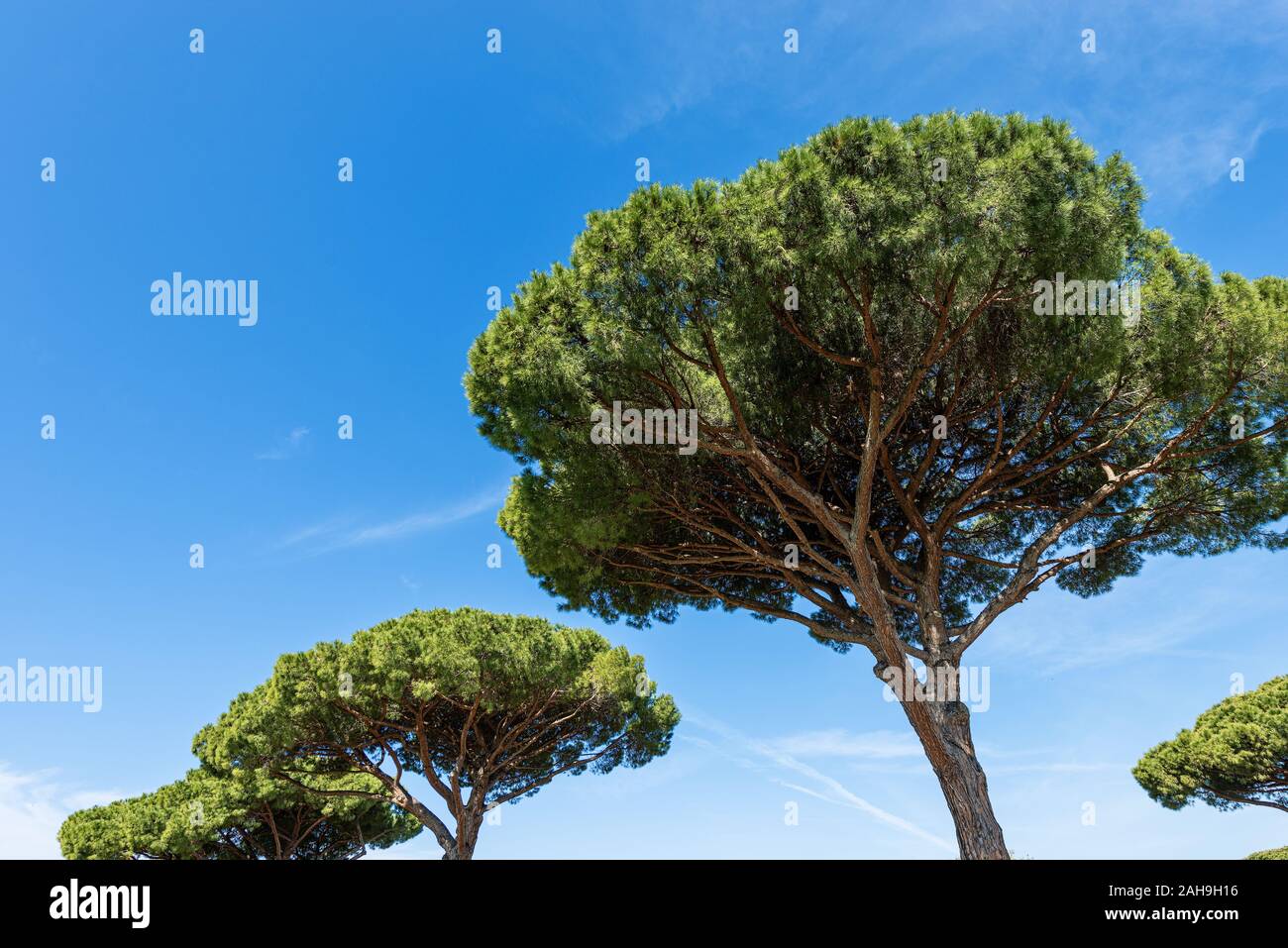 Pinien auf einem blauen Himmel mit Wolken. Mittelmeerraum, Ostia Antica ...