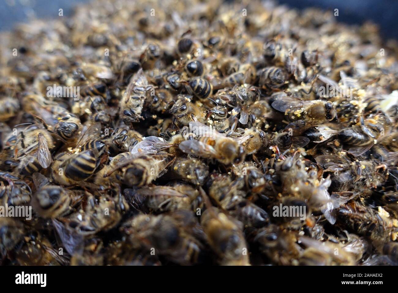 Varroa milben krankheit -Fotos und -Bildmaterial in hoher Auflösung – Alamy