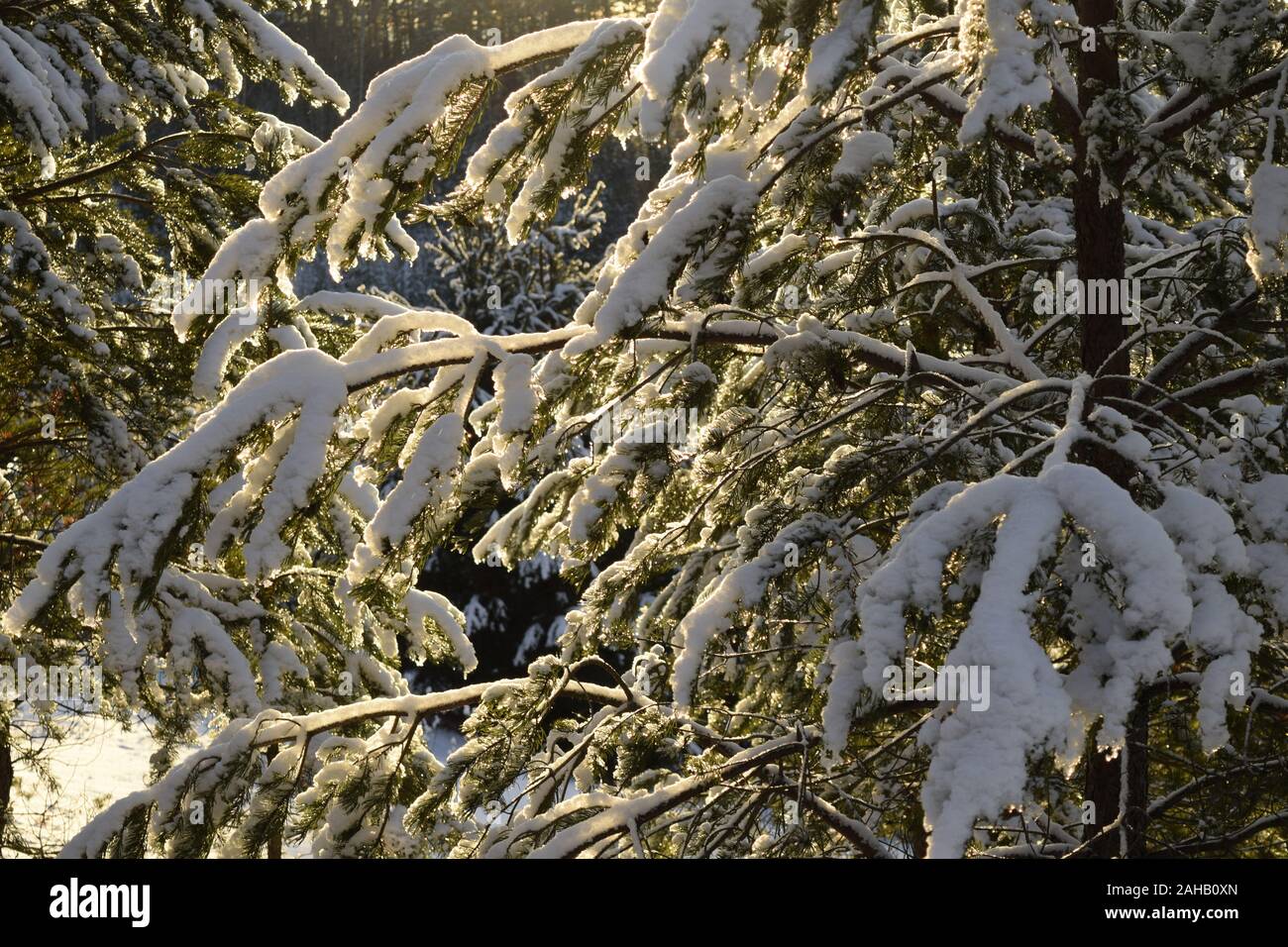 Verschneiter fichtenwald -Fotos und -Bildmaterial in hoher Auflösung – Alamy