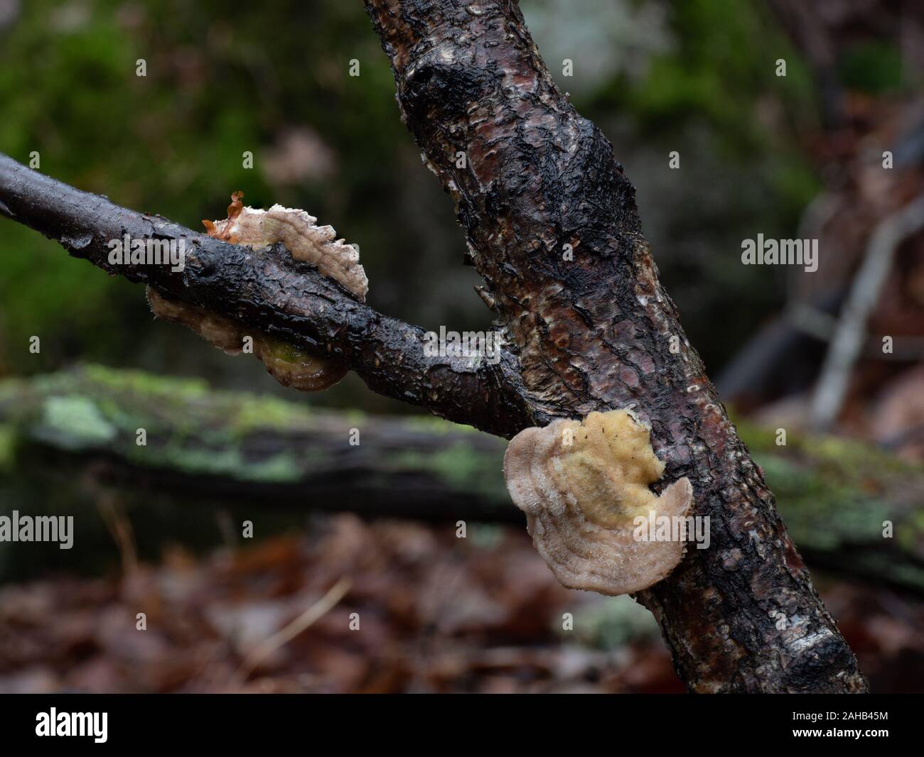 Trametes Betulina Stockfotos und -bilder Kaufen - Alamy