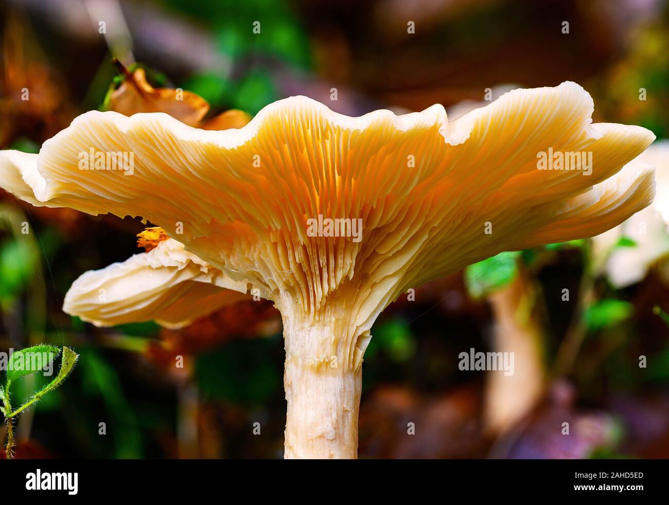 Falscher pfifferling hygrophoropsis aurantiaca -Fotos und -Bildmaterial ...