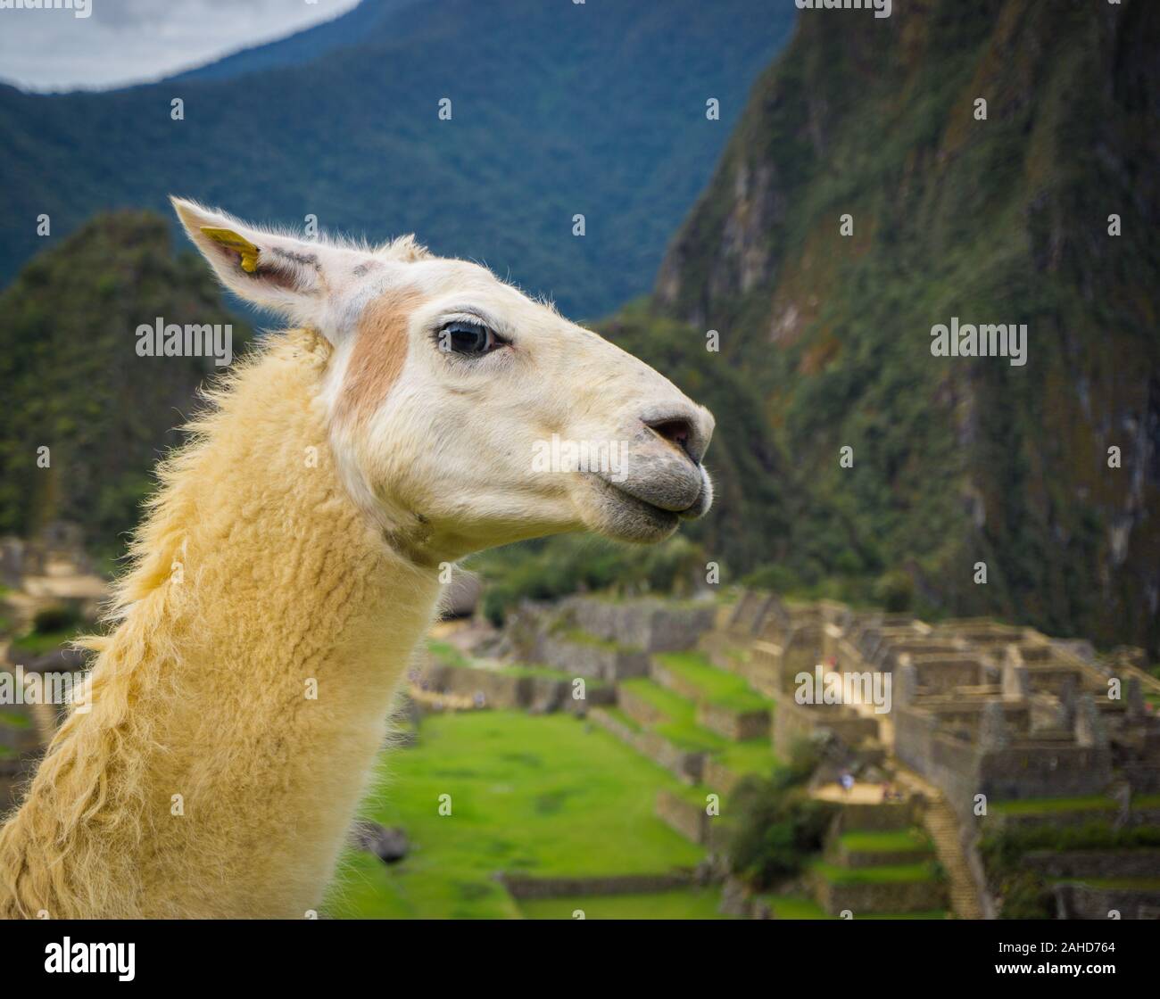 Tiere des argentinischen nordens -Fotos und -Bildmaterial in hoher ...