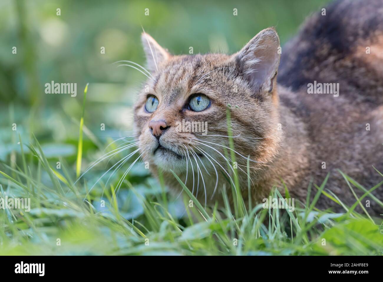 European wildcat europaeische wildkatze -Fotos und -Bildmaterial in ...