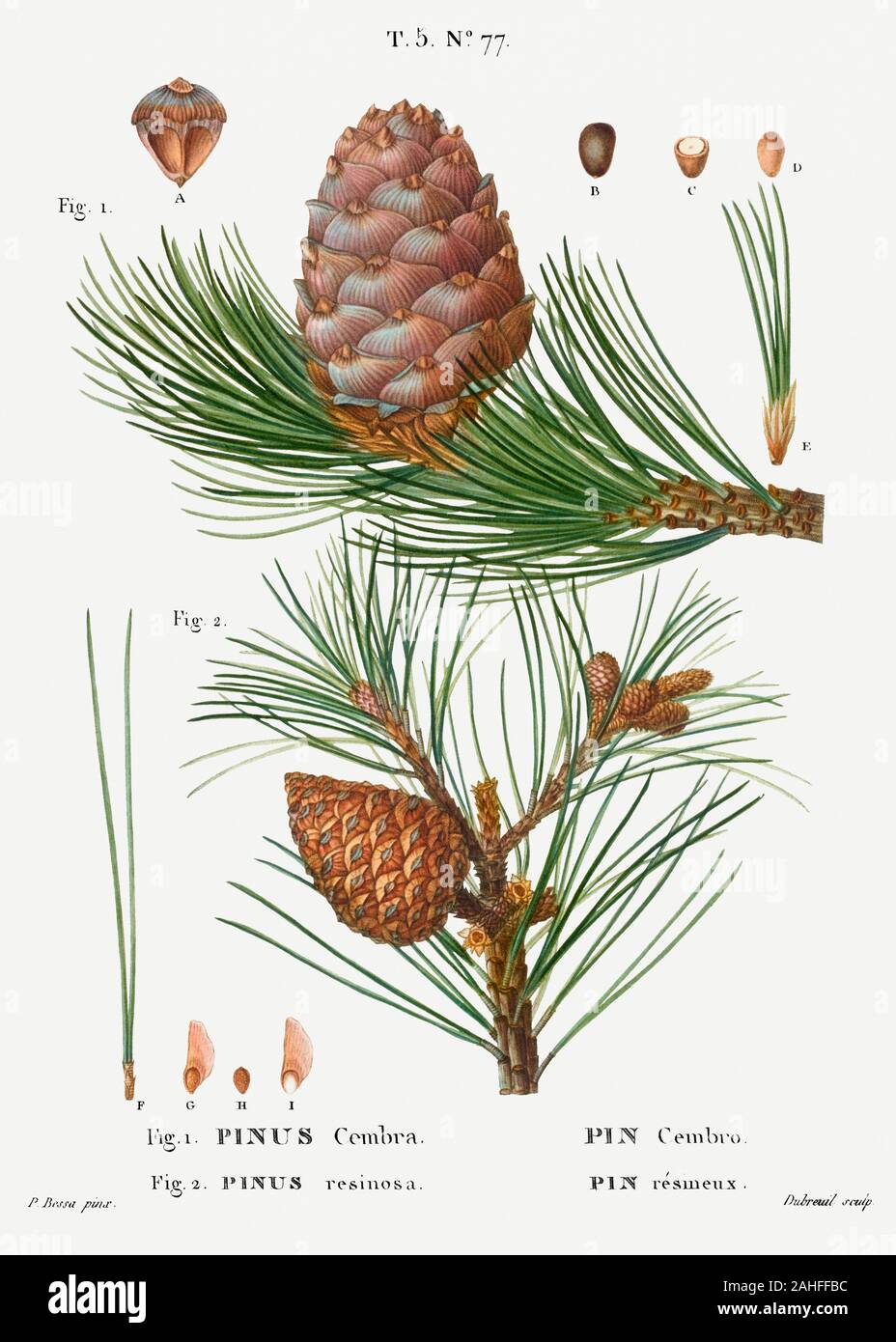 Rotkiefer pinus resinosa baum -Fotos und -Bildmaterial in hoher ...
