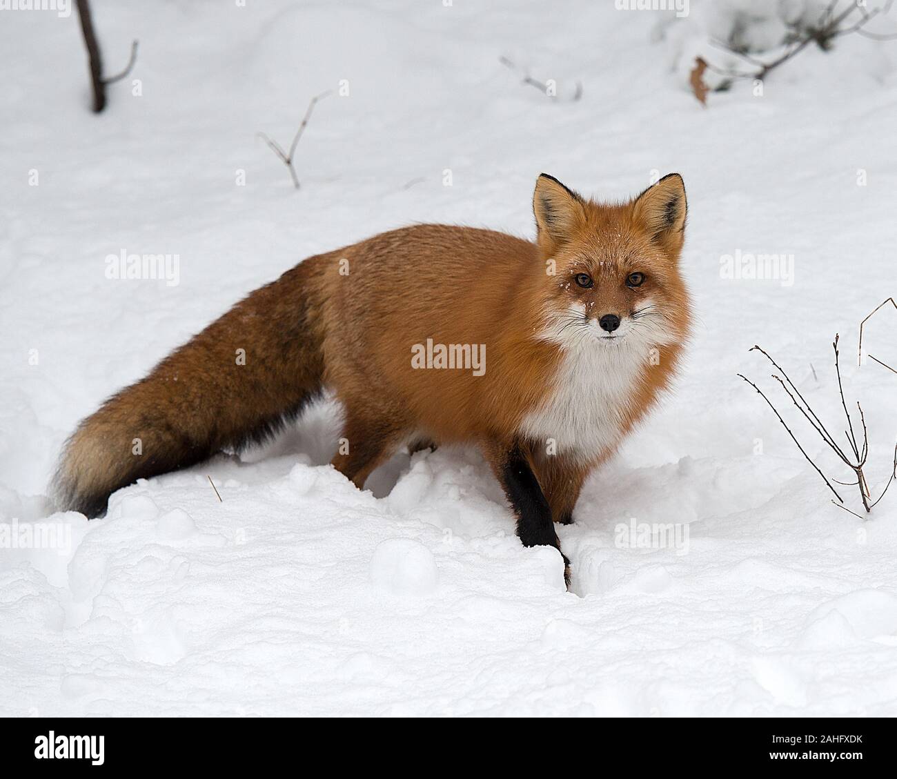 Rotfuchs postkarte tierfoto -Fotos und -Bildmaterial in hoher Auflösung ...
