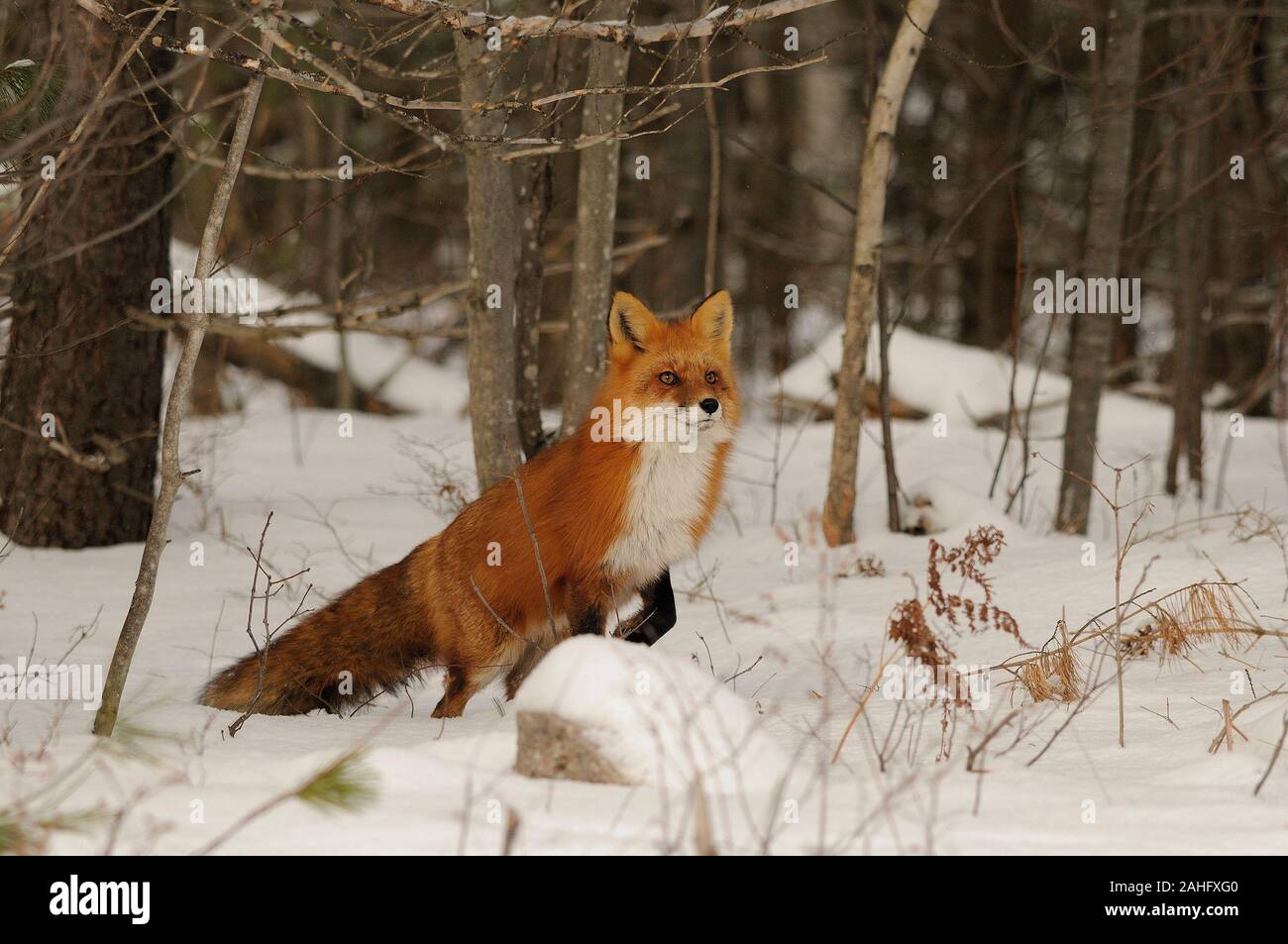 Rotfuchs postkarte tierfoto -Fotos und -Bildmaterial in hoher Auflösung ...