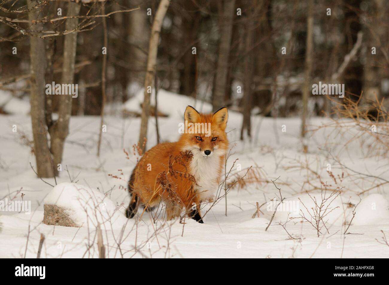 Rotfuchs postkarte tierfoto -Fotos und -Bildmaterial in hoher Auflösung ...