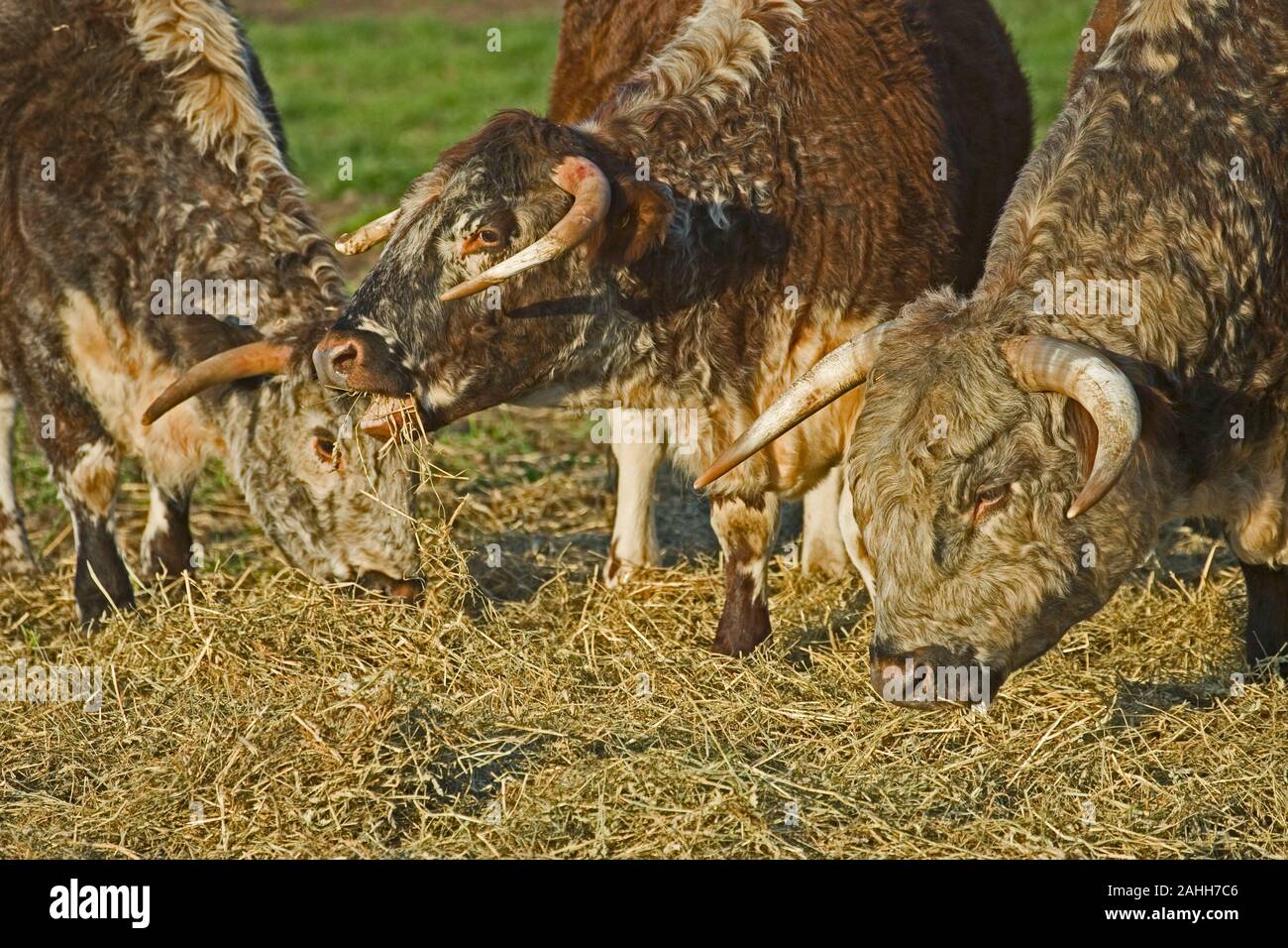 Longhorn essen -Fotos und -Bildmaterial in hoher Auflösung – Alamy