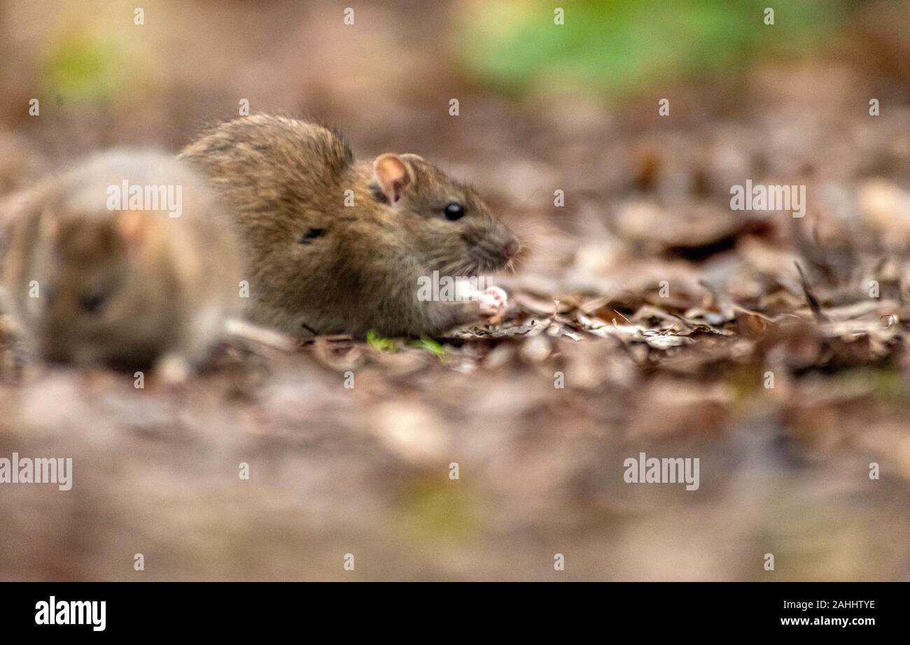 Krankheitsausbreitung durch ratten -Fotos und -Bildmaterial in hoher ...