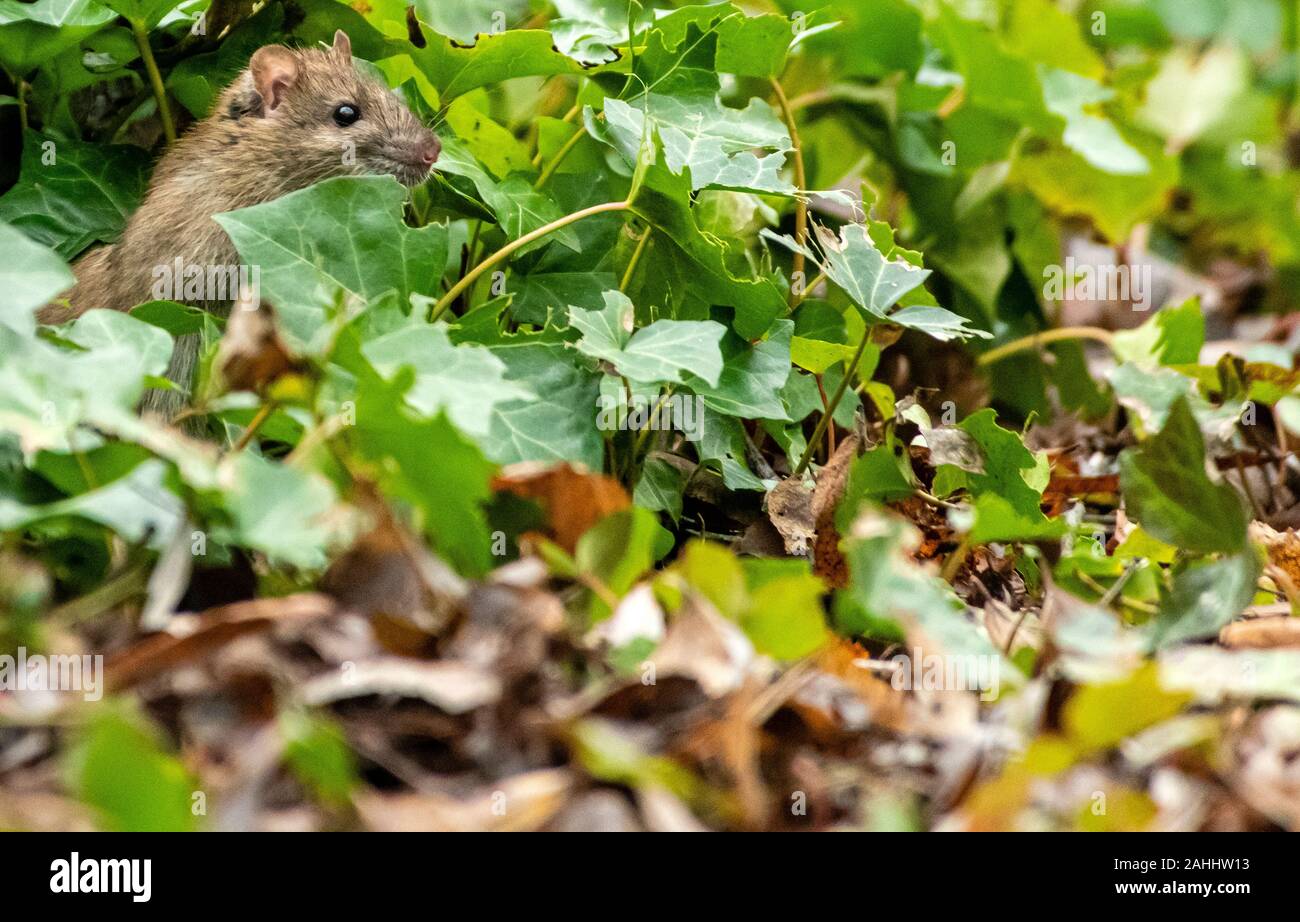 Krankheitsausbreitung durch ratten -Fotos und -Bildmaterial in hoher ...