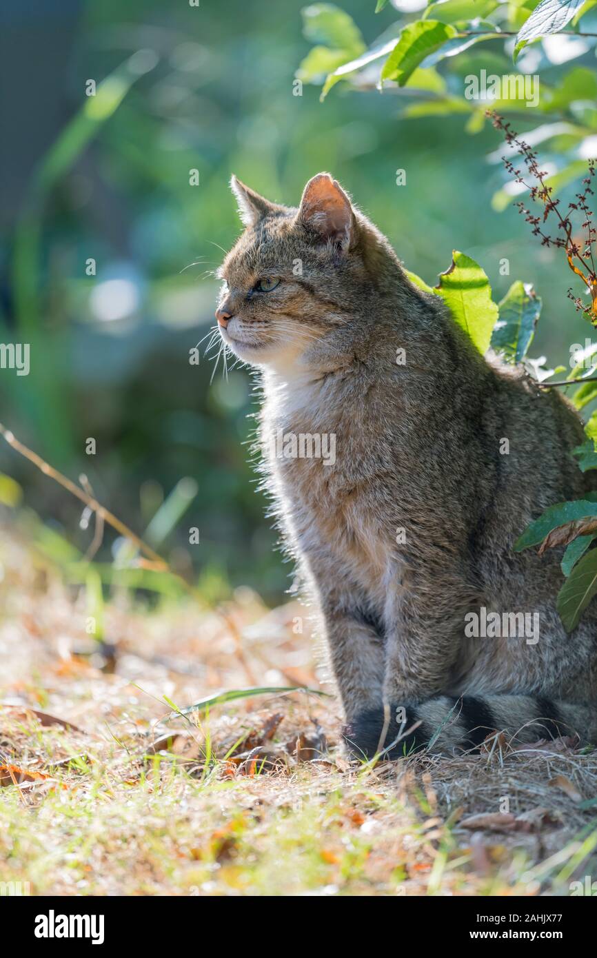 European wildcat europaeische wildkatze -Fotos und -Bildmaterial in ...