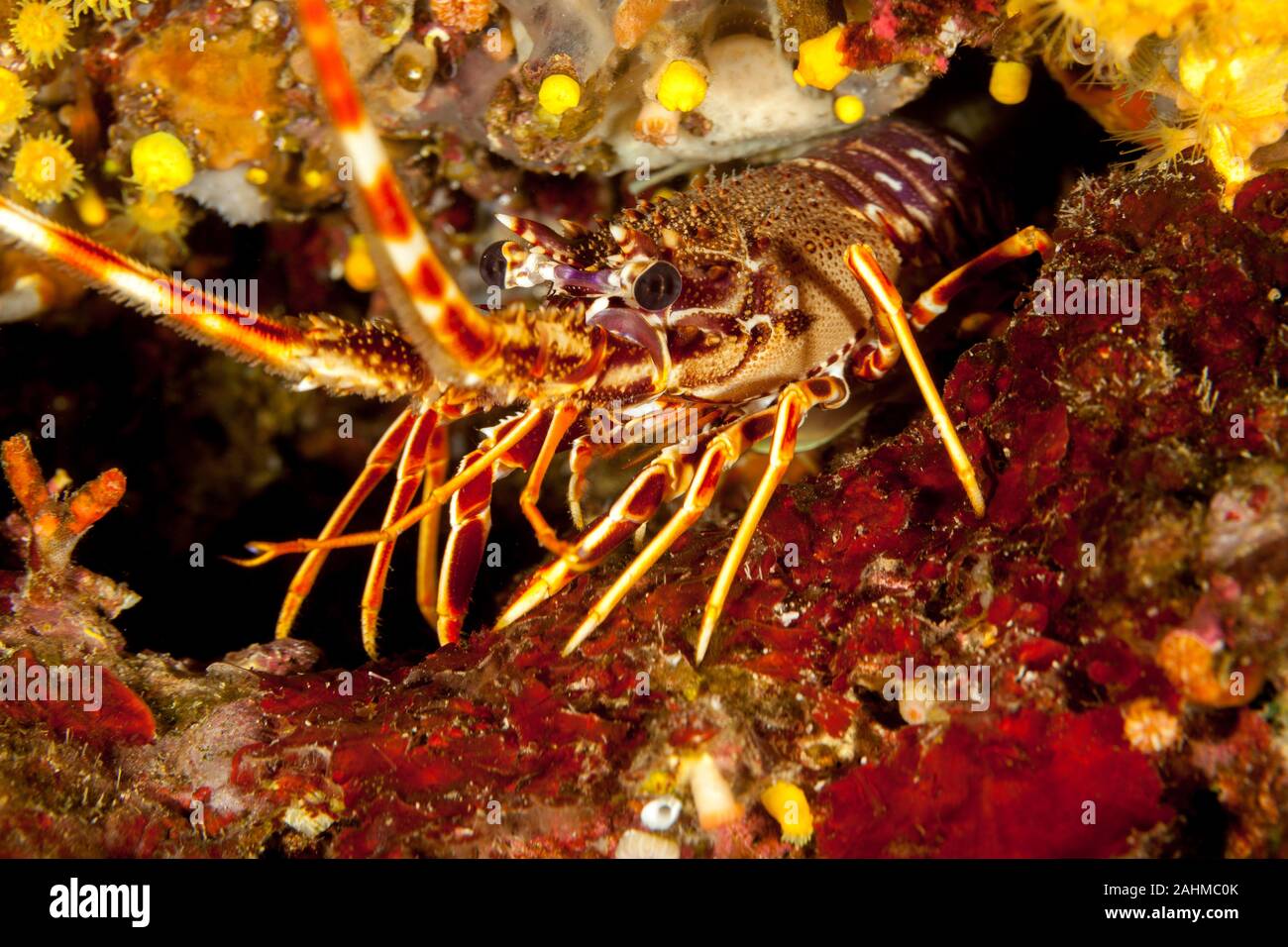 Europäischer langusten -Fotos und -Bildmaterial in hoher Auflösung – Alamy