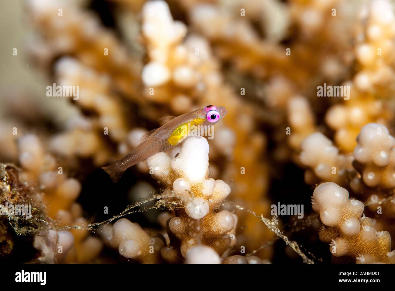 Bryaninops natans, der gemeinhin als der redeye Grundel genannt, ist ...