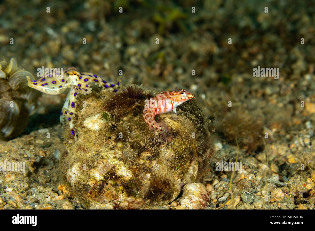 Mehr blue-ringed Octopus, Hapalochlaena lunulata ist einer von vier ...