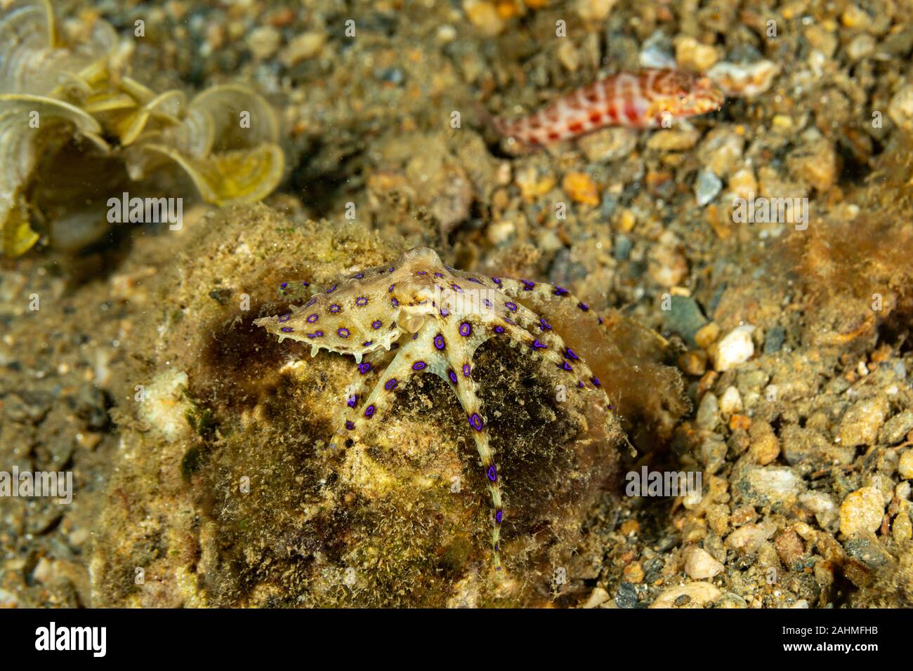 Mehr blue-ringed Octopus, Hapalochlaena lunulata ist einer von vier ...