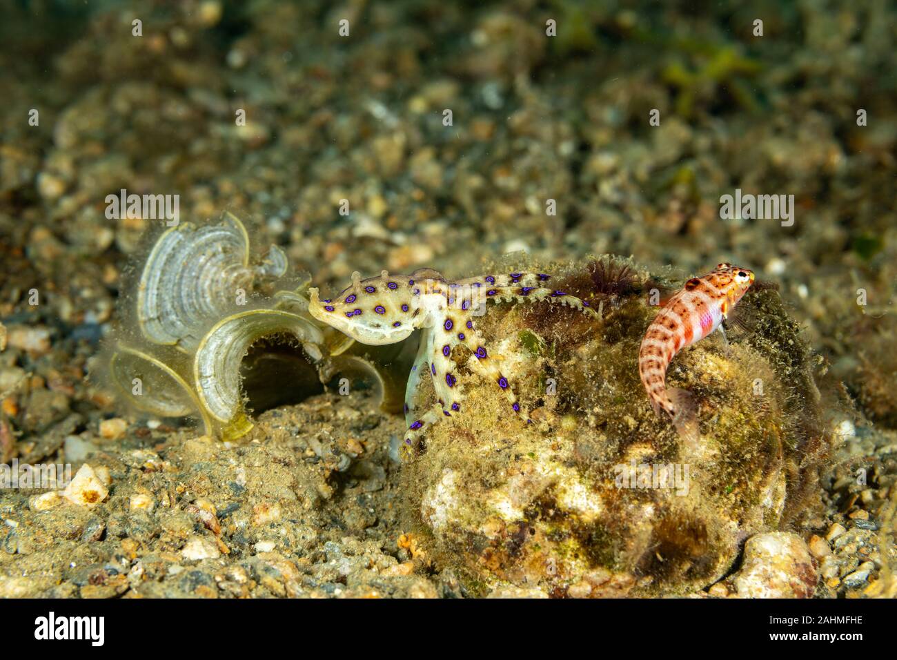 Mehr blue-ringed Octopus, Hapalochlaena lunulata ist einer von vier ...