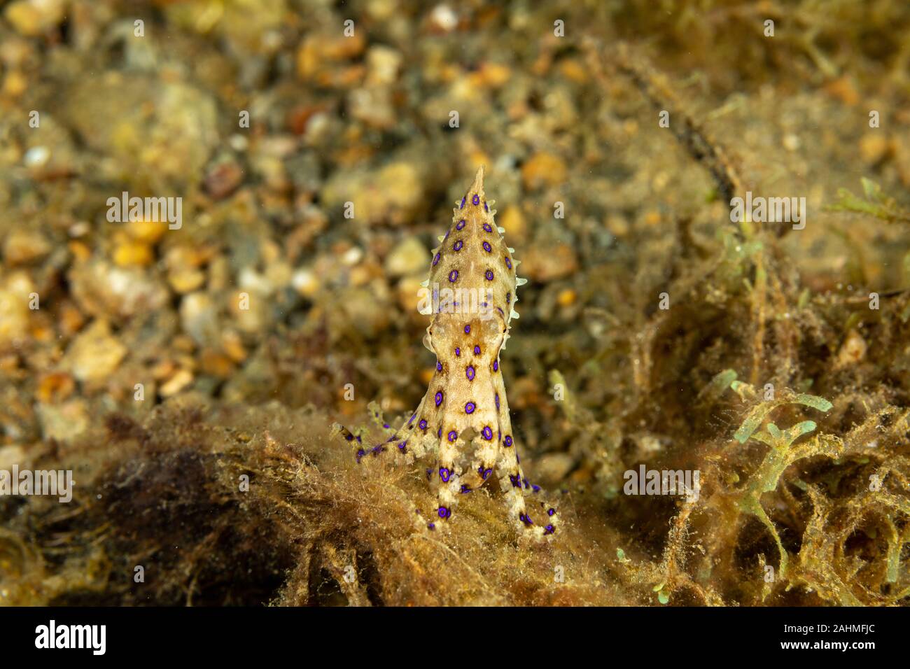 Mehr blue-ringed Octopus, Hapalochlaena lunulata ist einer von vier ...
