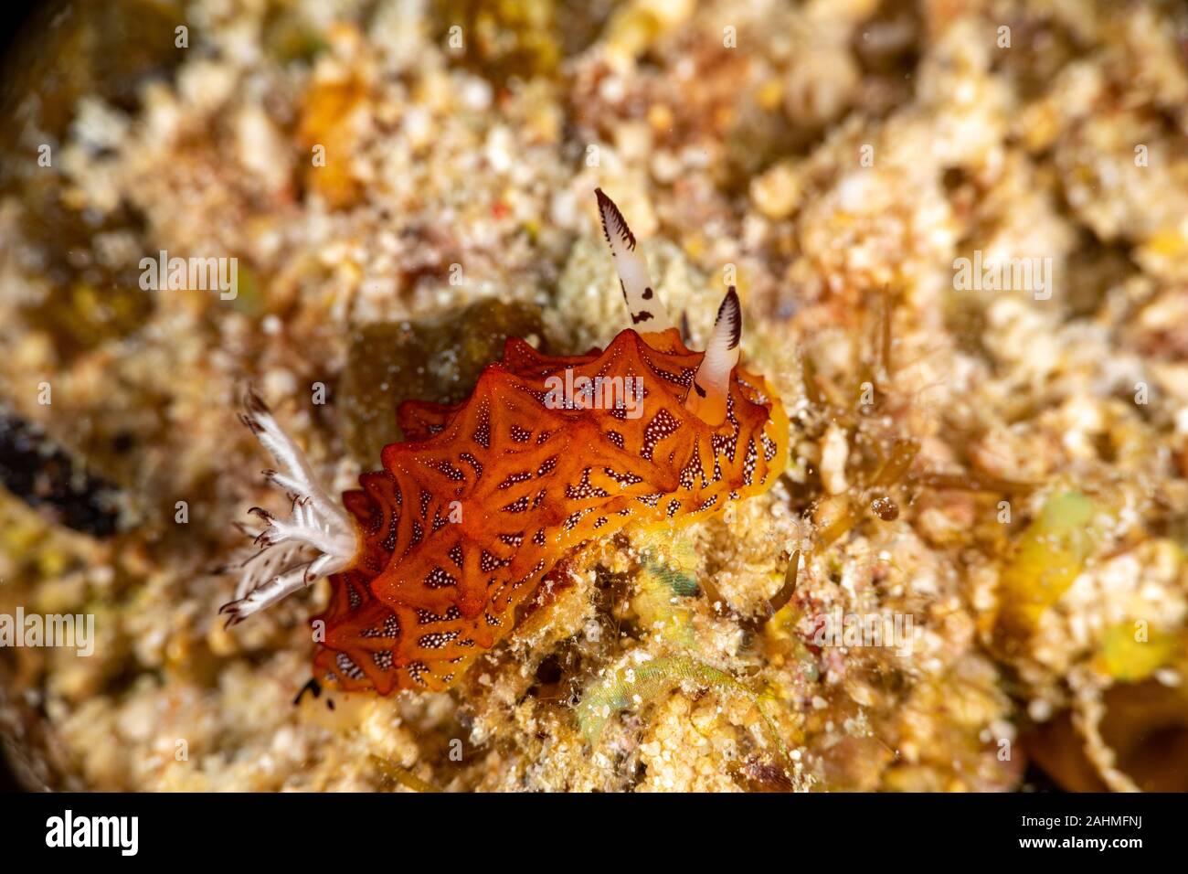 Halgerda tessellata -Fotos und -Bildmaterial in hoher Auflösung – Alamy