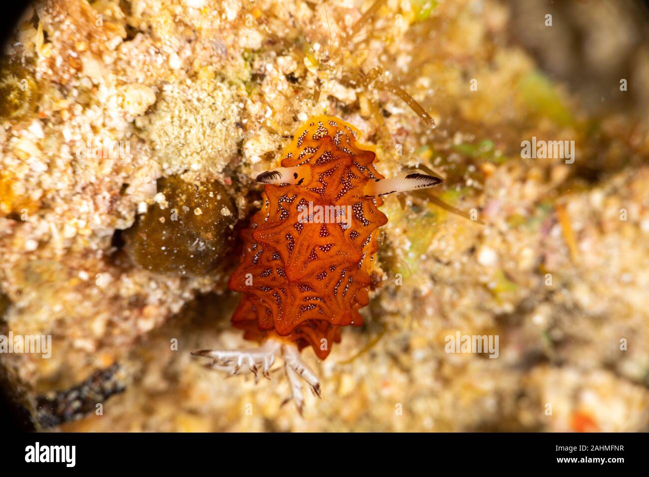 Halgerda tessellata -Fotos und -Bildmaterial in hoher Auflösung – Alamy