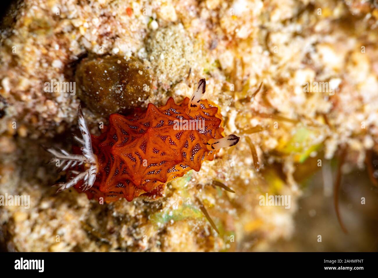 Halgerda tessellata -Fotos und -Bildmaterial in hoher Auflösung – Alamy