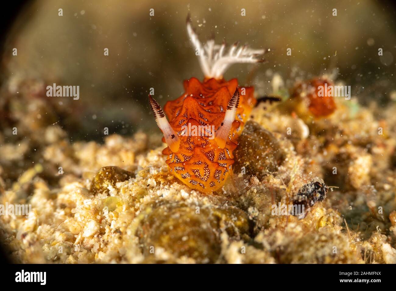 Halgerda tessellata -Fotos und -Bildmaterial in hoher Auflösung – Alamy