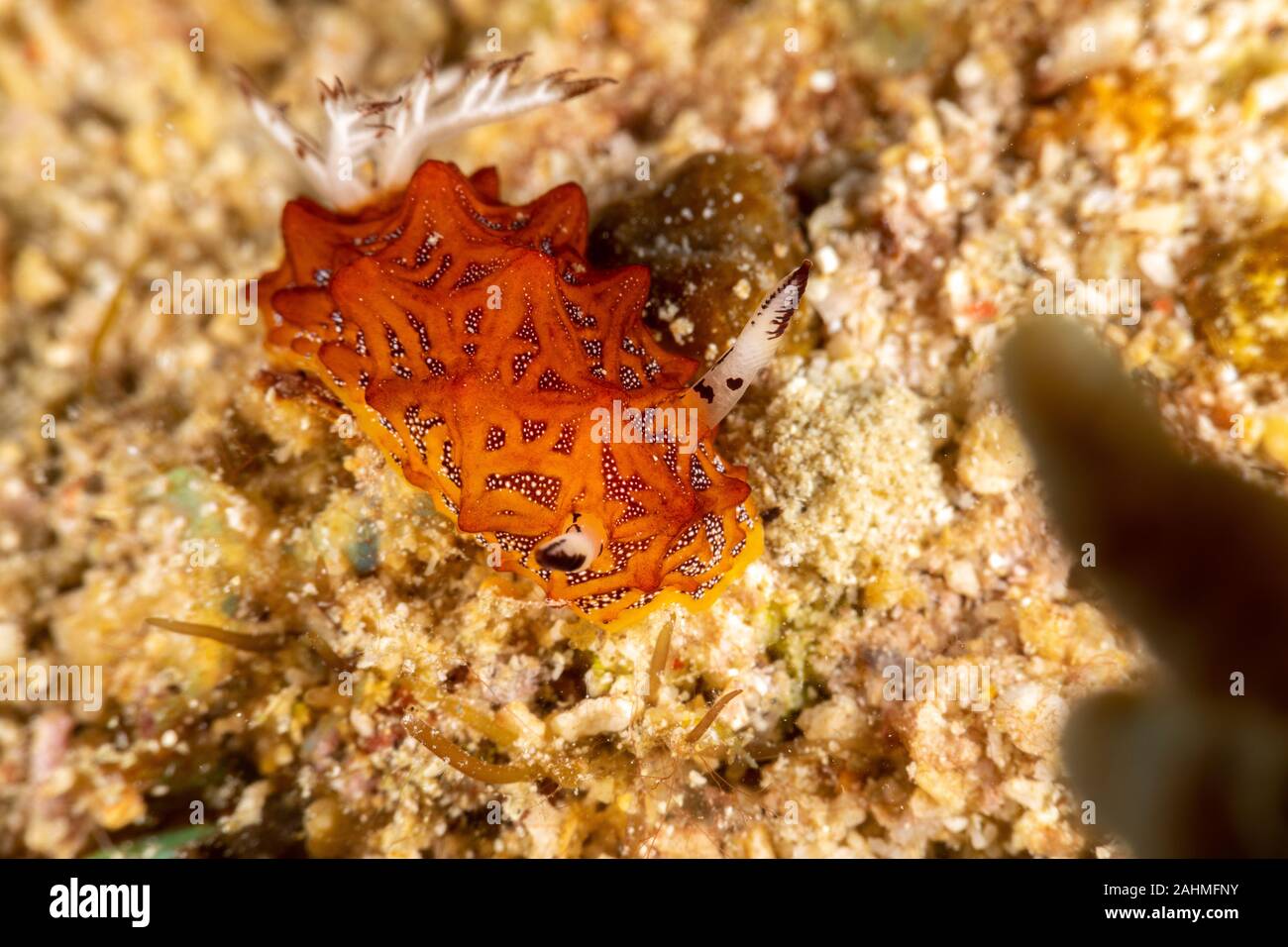 Halgerda tessellata -Fotos und -Bildmaterial in hoher Auflösung – Alamy