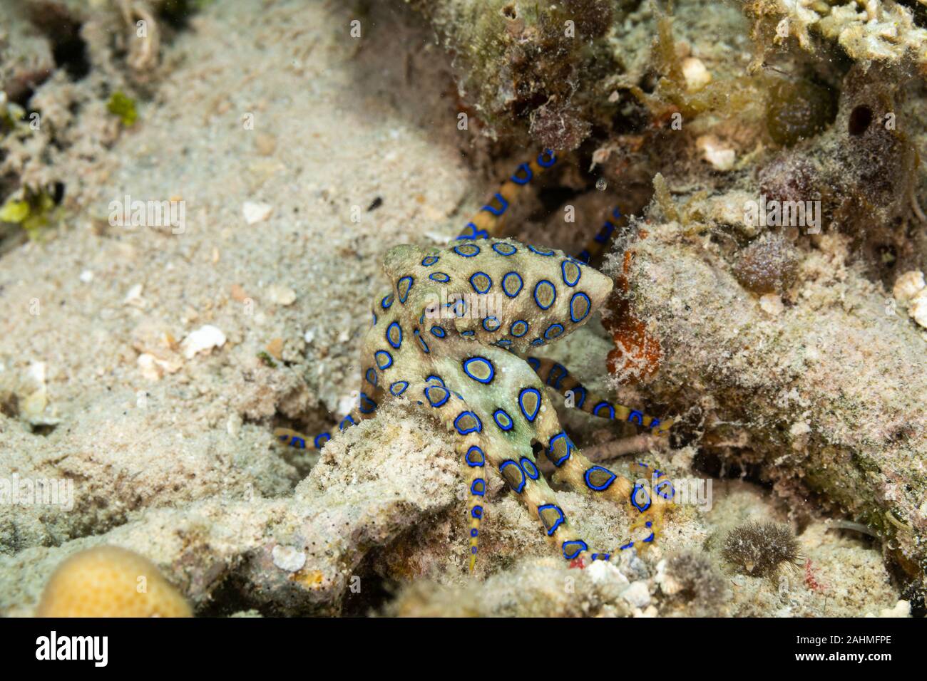 Mehr blue-ringed Octopus, Hapalochlaena lunulata ist einer von vier ...