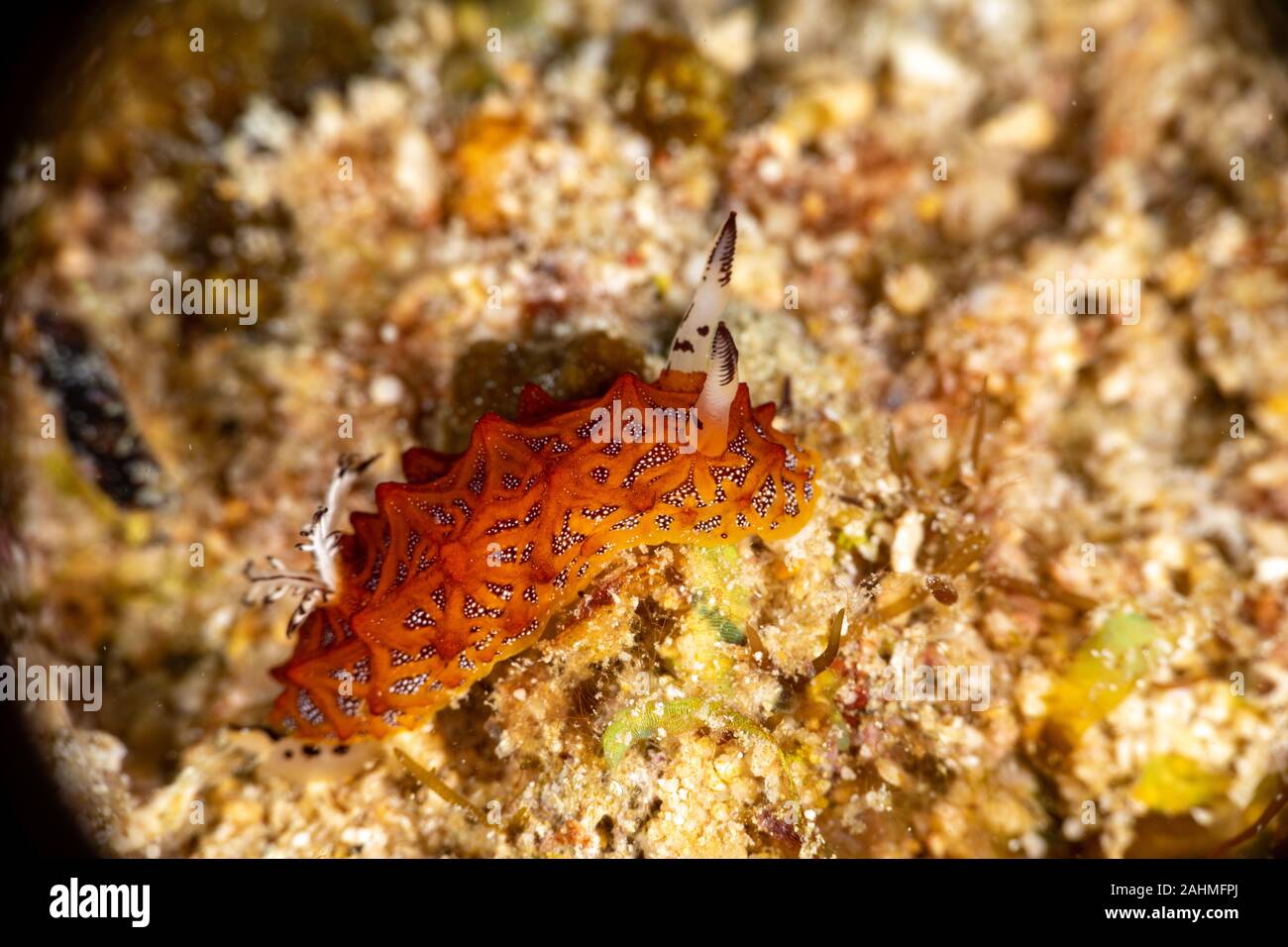 Halgerda tessellata -Fotos und -Bildmaterial in hoher Auflösung – Alamy